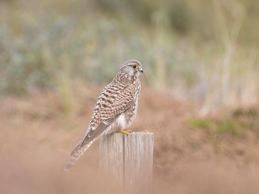 Birding excursion with a guide from Staatsbosbeheer in Hoorn | Cycling ...